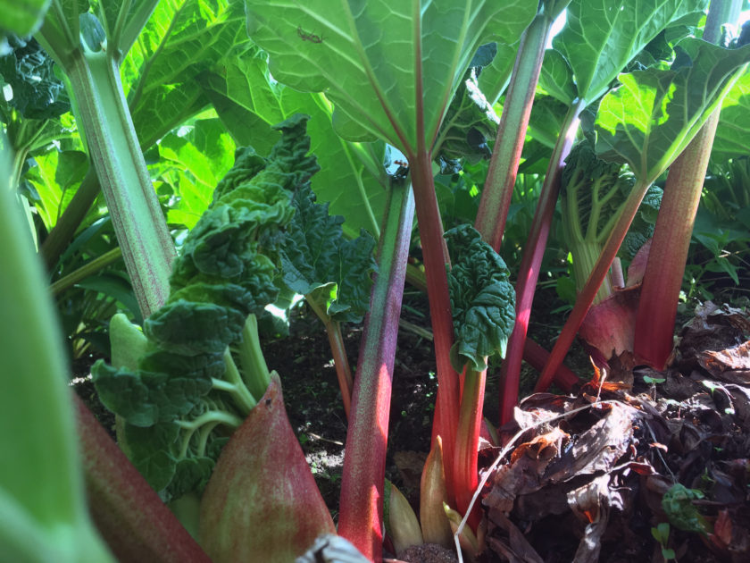 Dyrking av rabarbra @ Agropub