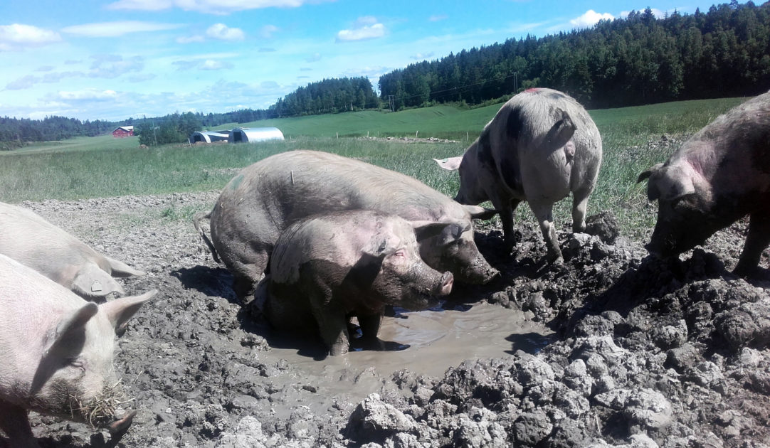 Ingen svin på skogen – bare grisegod velferd @ Agropub