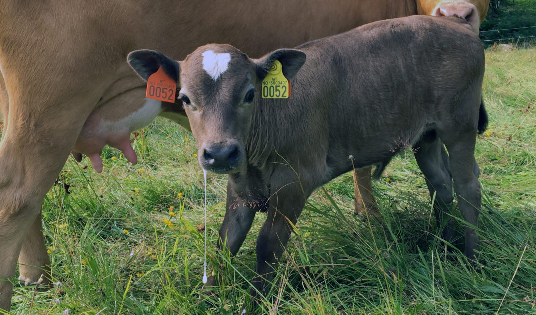 Hvordan skille ku og kalv? @ Agropub