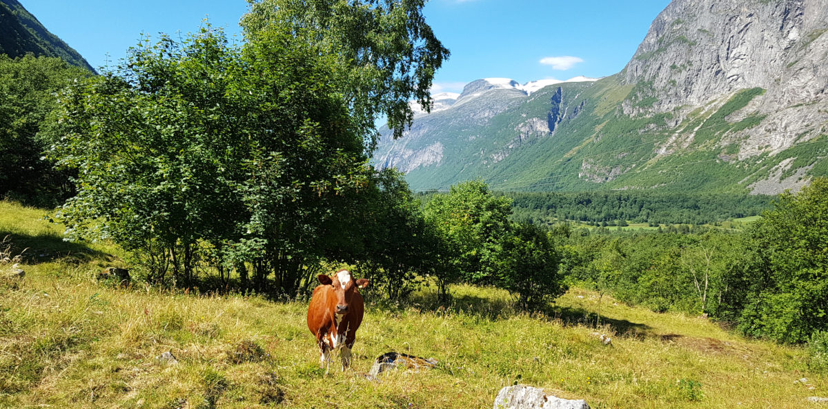 Beite- og mosjonskravet for storfe @ Agropub