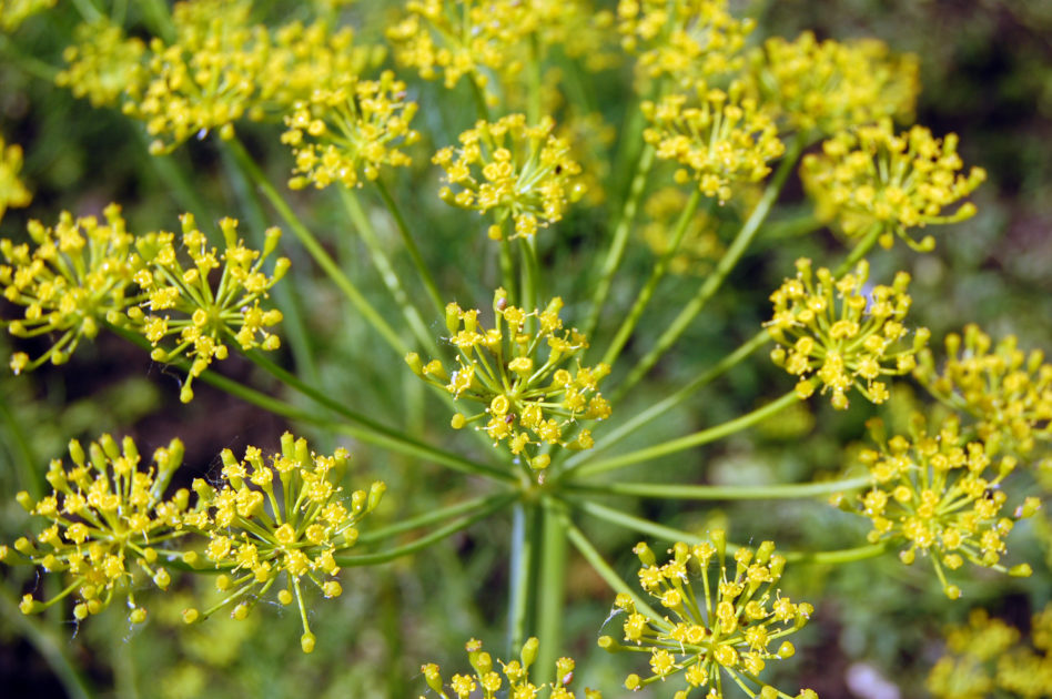 Frøavl av grønnsaker og urter: En gjennomgang av bøkene til Schübeler ...