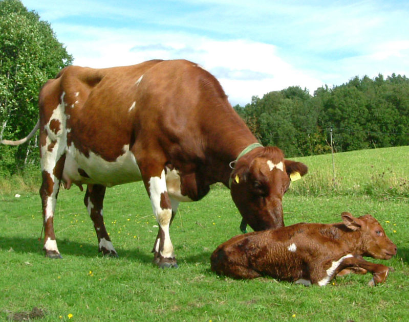 Syrning av mjølk til kalv ved hjelp av bakteriekultur @ Agropub
