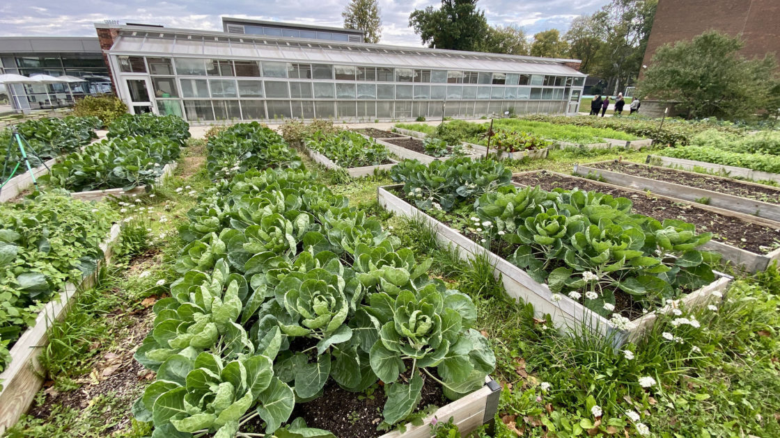 Dyrking i parsellhager @ Agropub