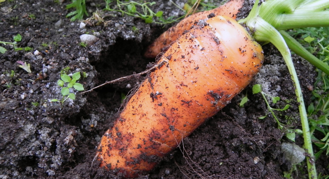 Høsting og lagring av gulrot @ Agropub