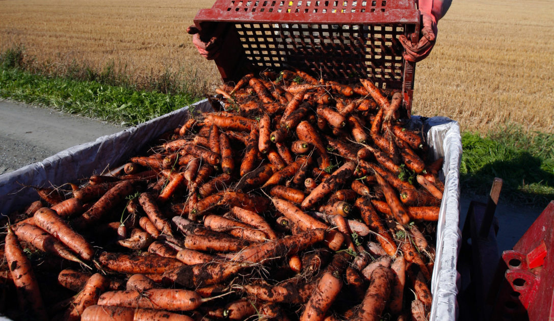 Gjødsling av gulrot @ Agropub