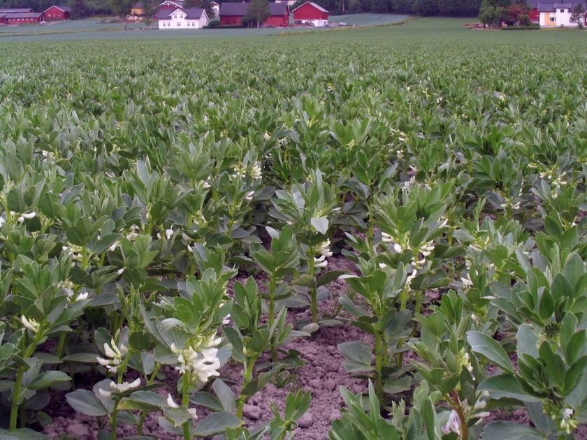 Erter og åkerbønner @ Agropub