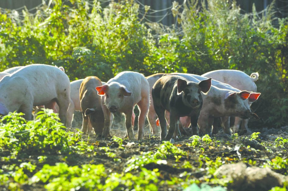 Fôr og fôring av gris @ Agropub