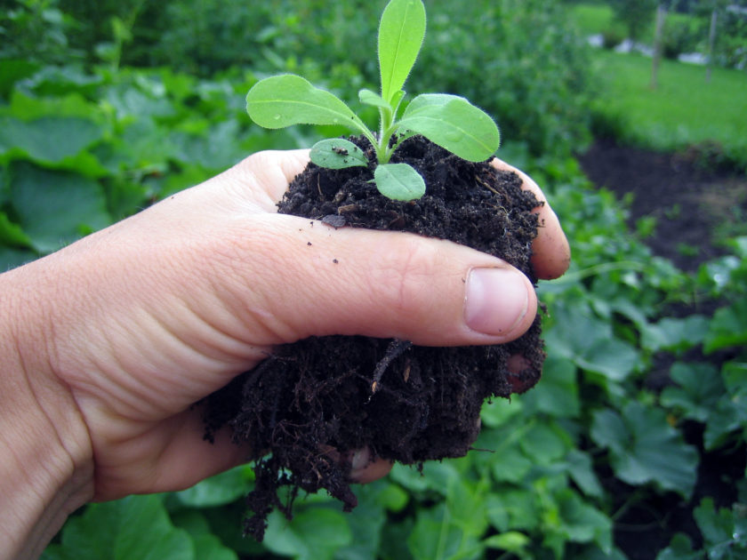 Organisk materiale i jord - fra stoff til økosystem @ Agropub