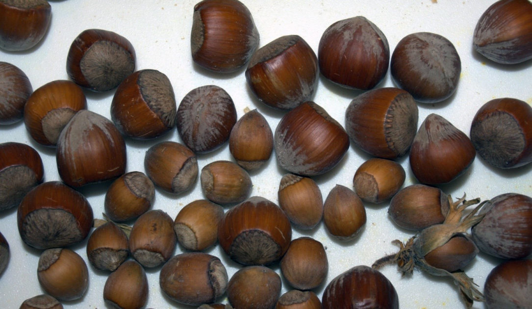 Dyrkingsveiledning for hassel @ Agropub