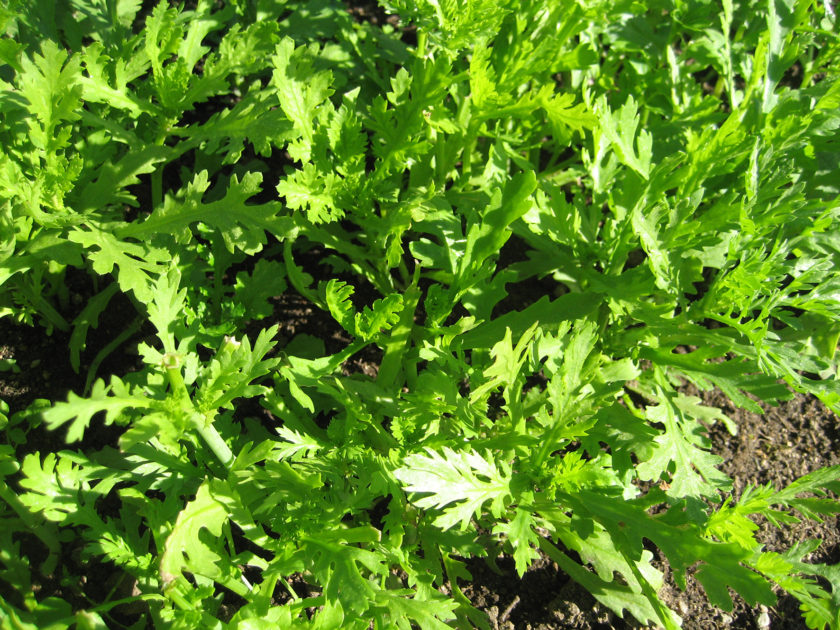 Shungiku - spiselig krysantemum @ Agropub