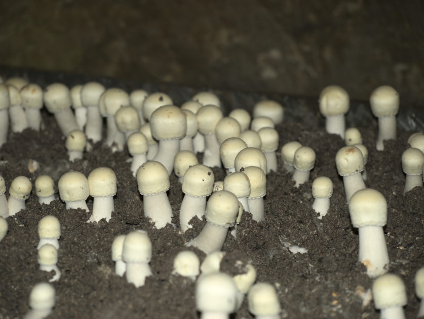 Dyrking av sopp @ Agropub